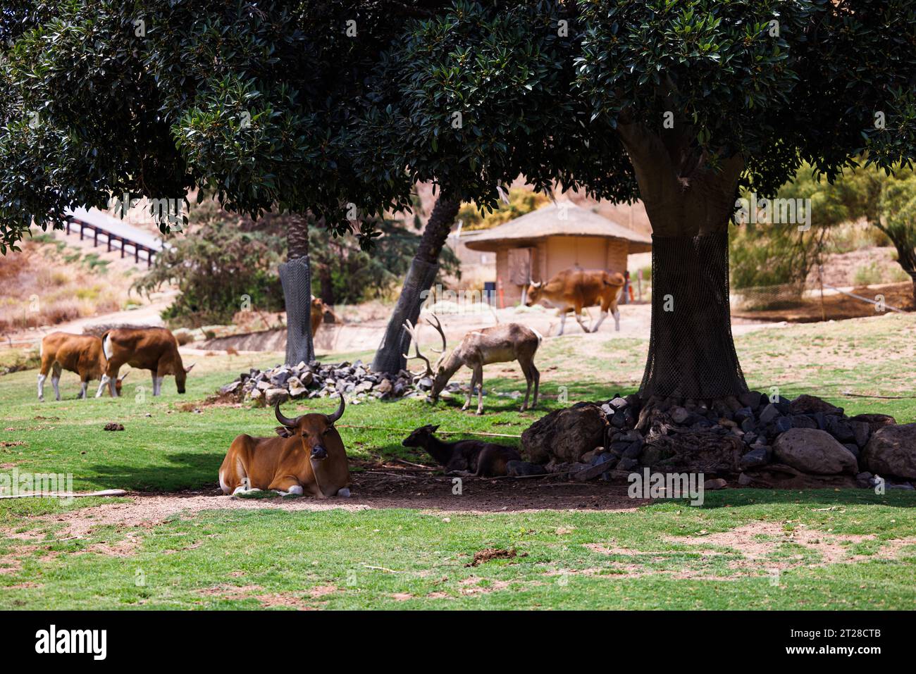cow rests under the shade of a tree Stock Photo - Alamy