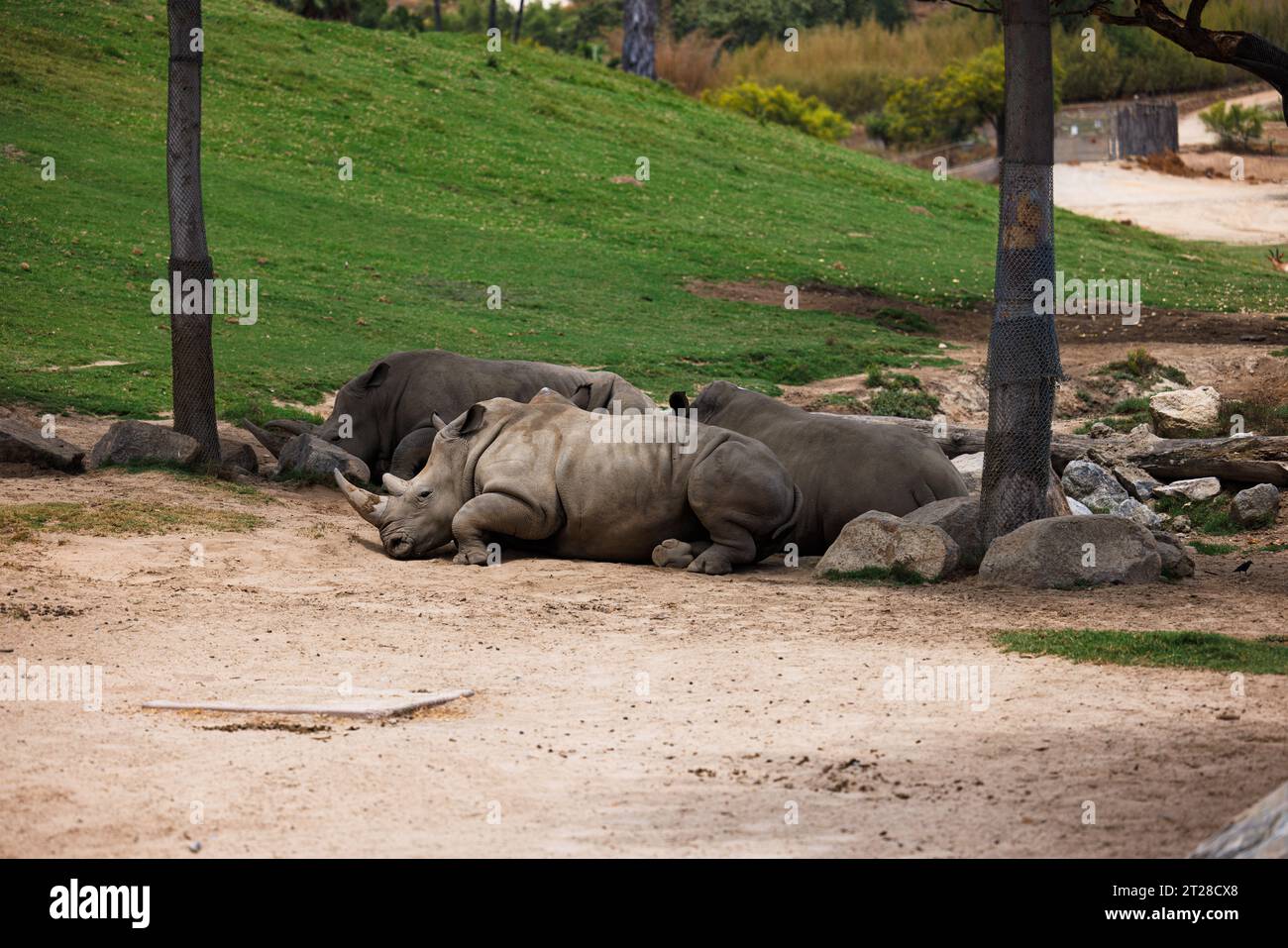 rhinos rest in the shade together Stock Photo - Alamy
