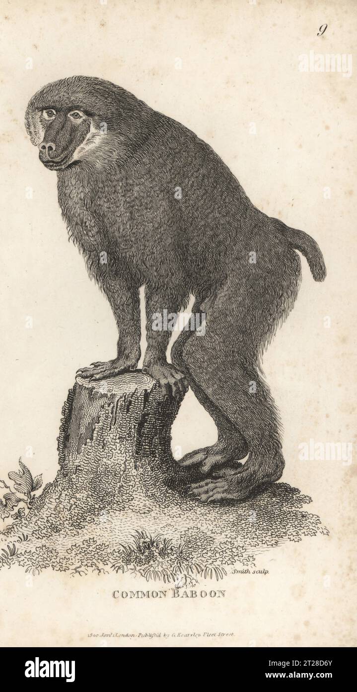Mandrill, Mandrillus sphinx. As common baboon, Simia sphinx. After an ...