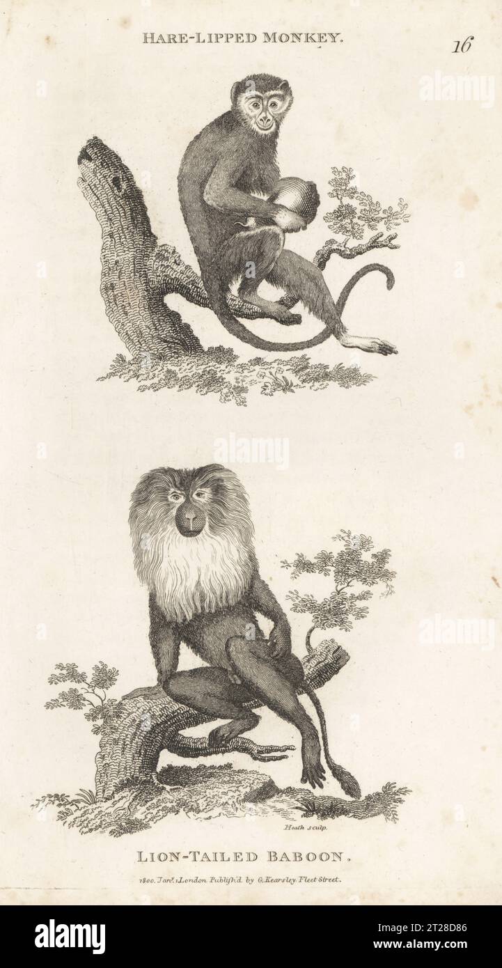 Hare lipped monkey hi-res stock photography and images - Alamy