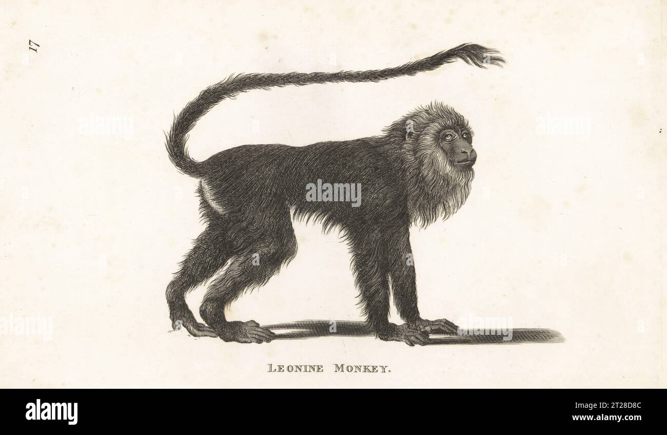 Brown-mantled tamarin or Spix's saddle-back tamarin, Leontocebus ...