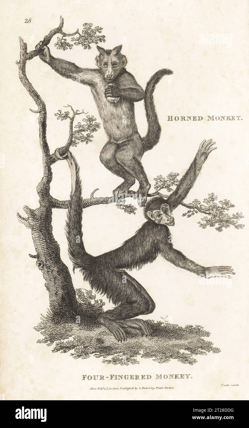 Tufted capuchin, Sapajus apella, and red-faced spider monkey, Ateles ...
