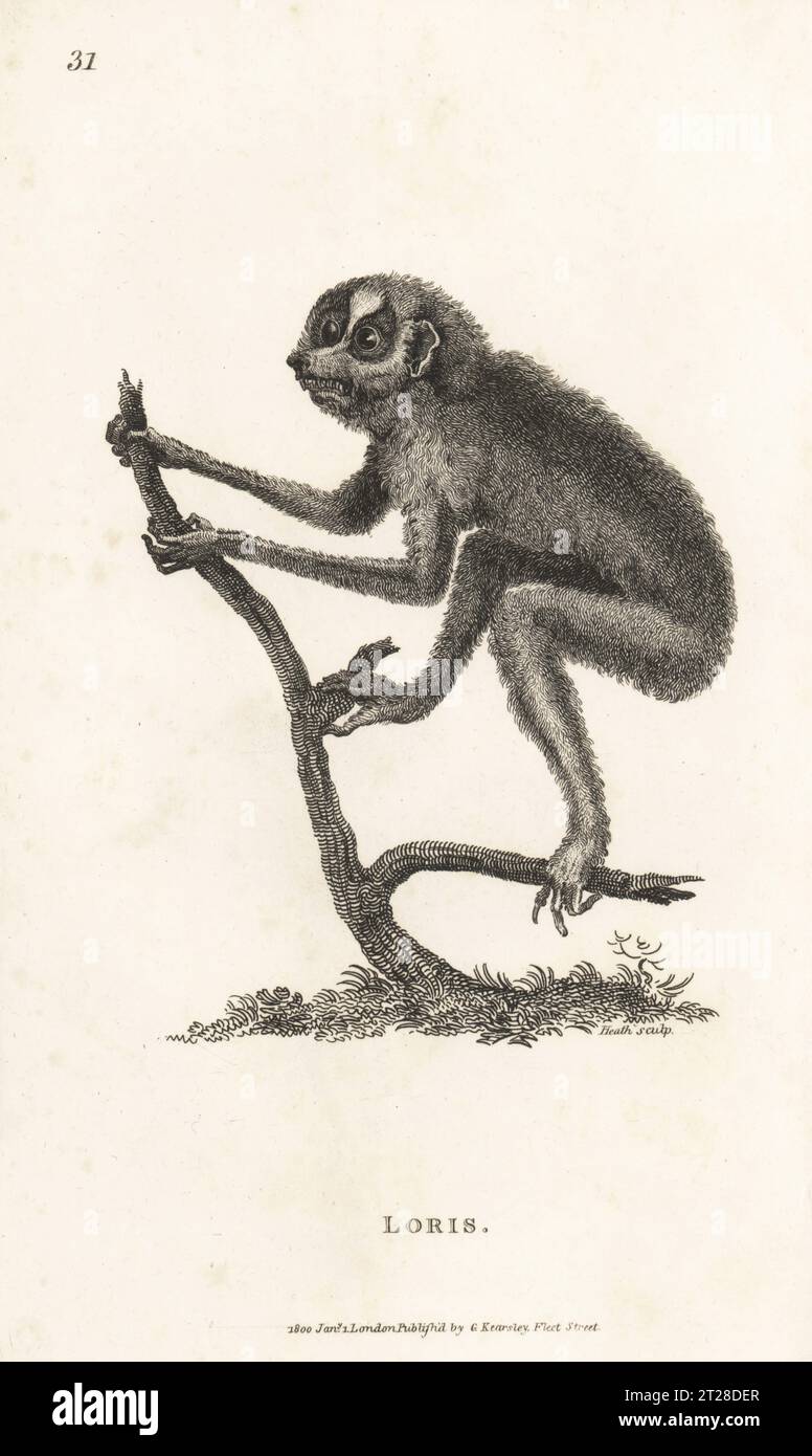 Endangered red slender loris, Loris tardigradus. Loris, Lemur lori ...