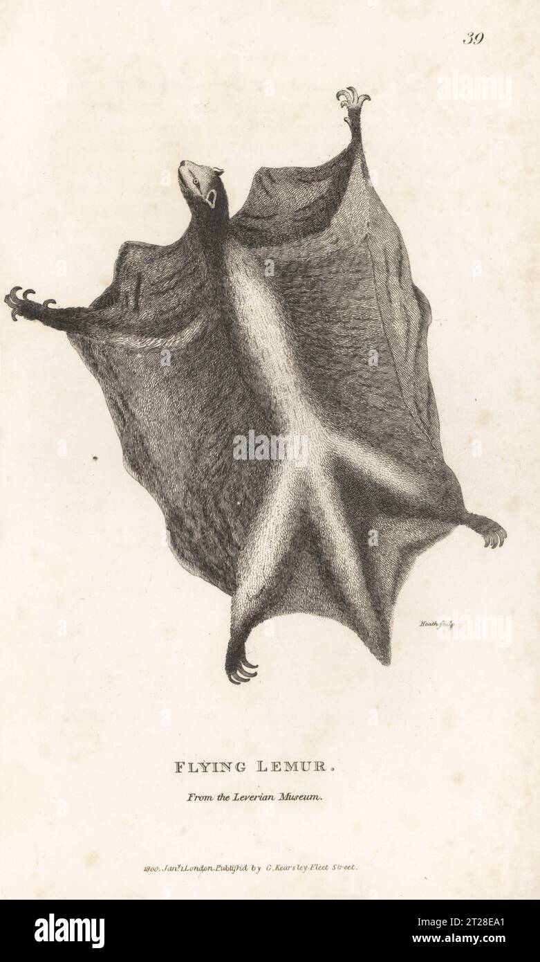 Philippine flying lemur, Cynocephalus volans. Flying colugo ...