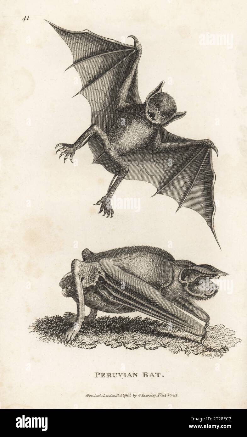 Greater bulldog bat or fisherman bat, Noctilio leporinus subsp ...