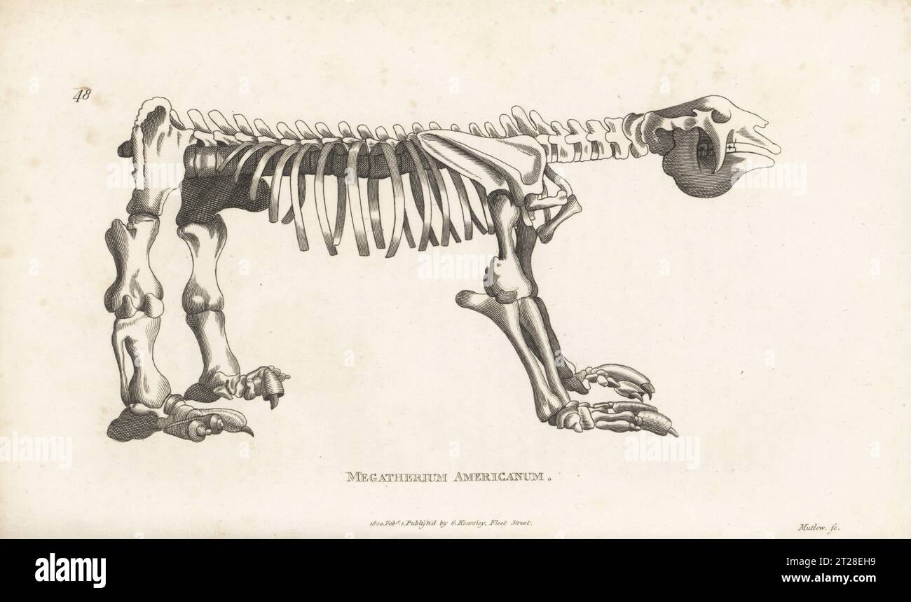 Fossil skeleton of an extinct giant ground sloth or megathere ...