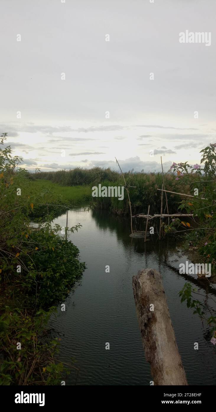 wild plants that grow on the banks of the river Stock Photo - Alamy