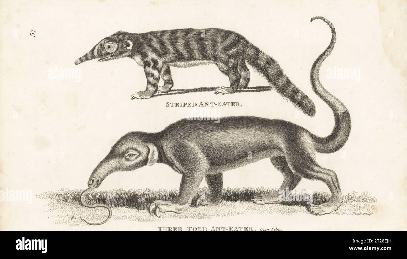 Dubious anteater species. Possibly a young coatimundi, Nasua nasua from ...