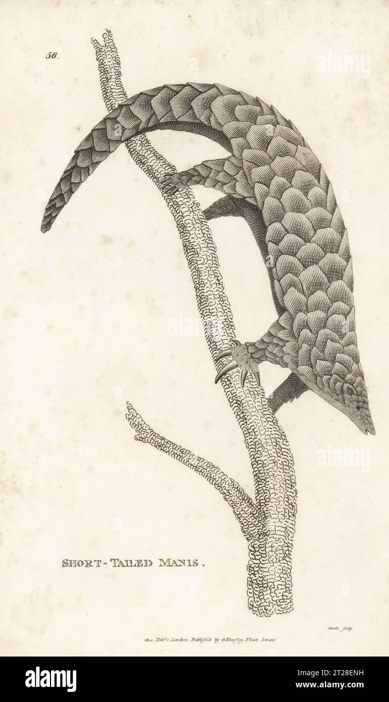 Chinese pangolin, Manis pentadactyla. Critically endangered. Short ...