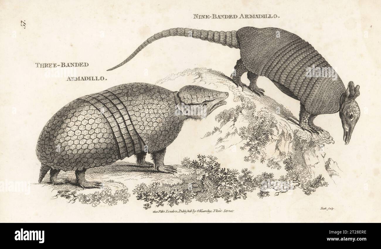 Nine-banded armadillo, Dasypus novemcinctus, and Brazilian three-banded ...