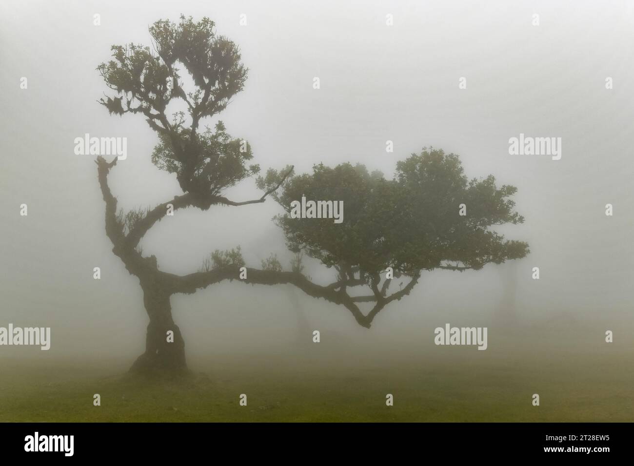Twisted trees in the fog in Fanal Forest on the Portuguese island of ...