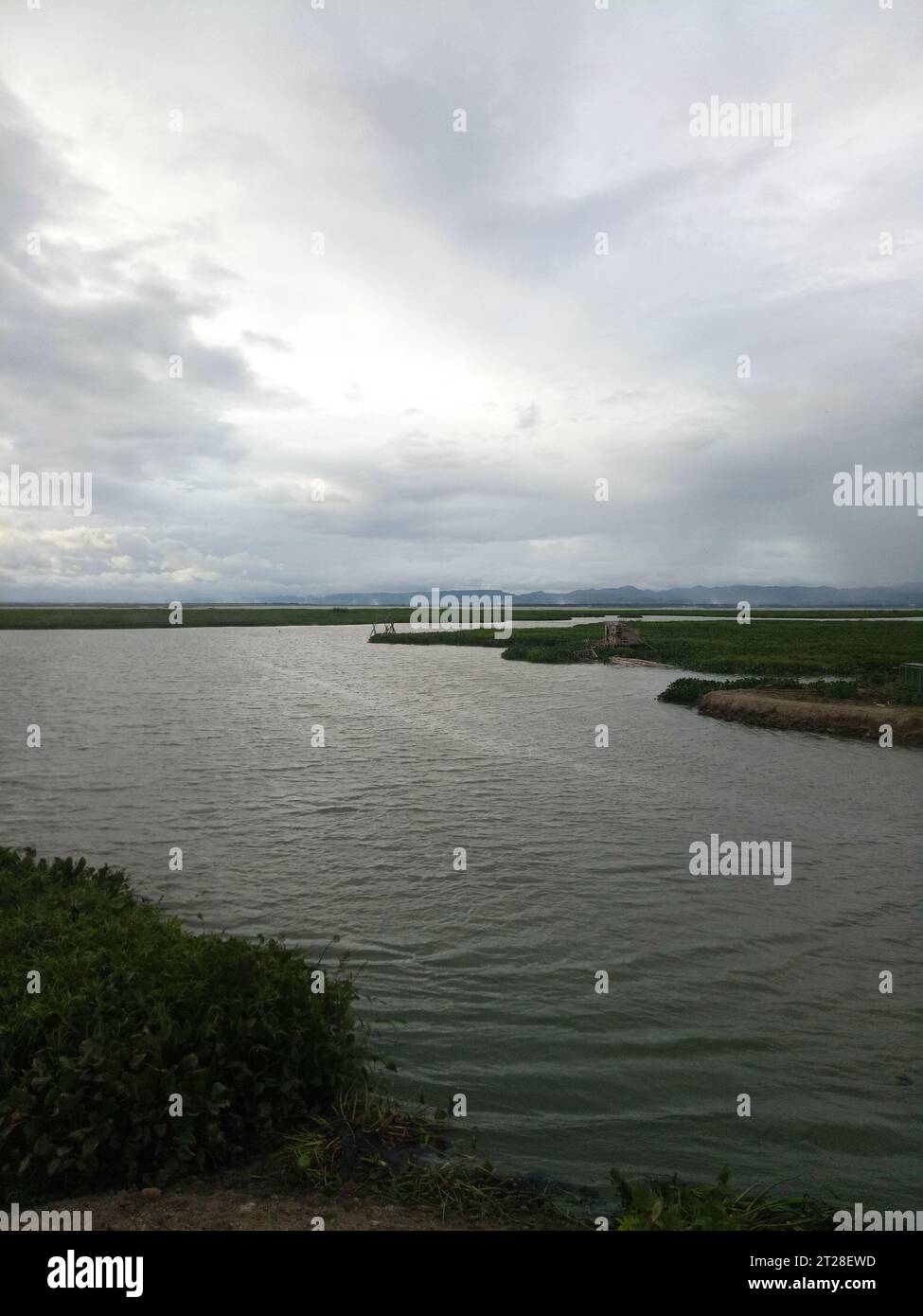 View over the water hyacinth Lake Limboto. View over the water hyacinth ...
