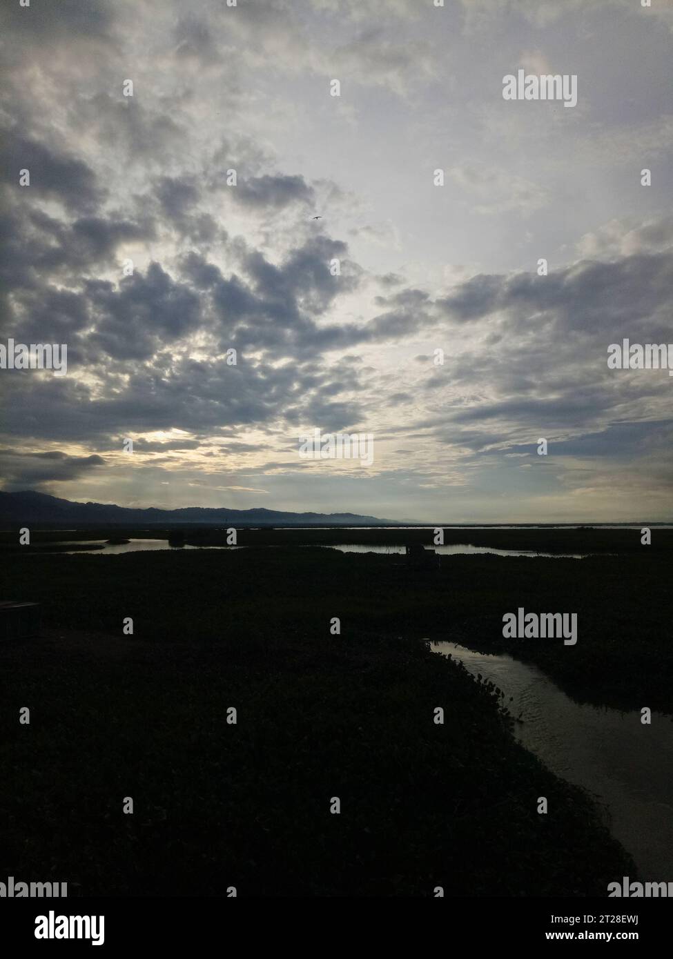 View over the water hyacinth Lake Limboto. View over the water hyacinth ...