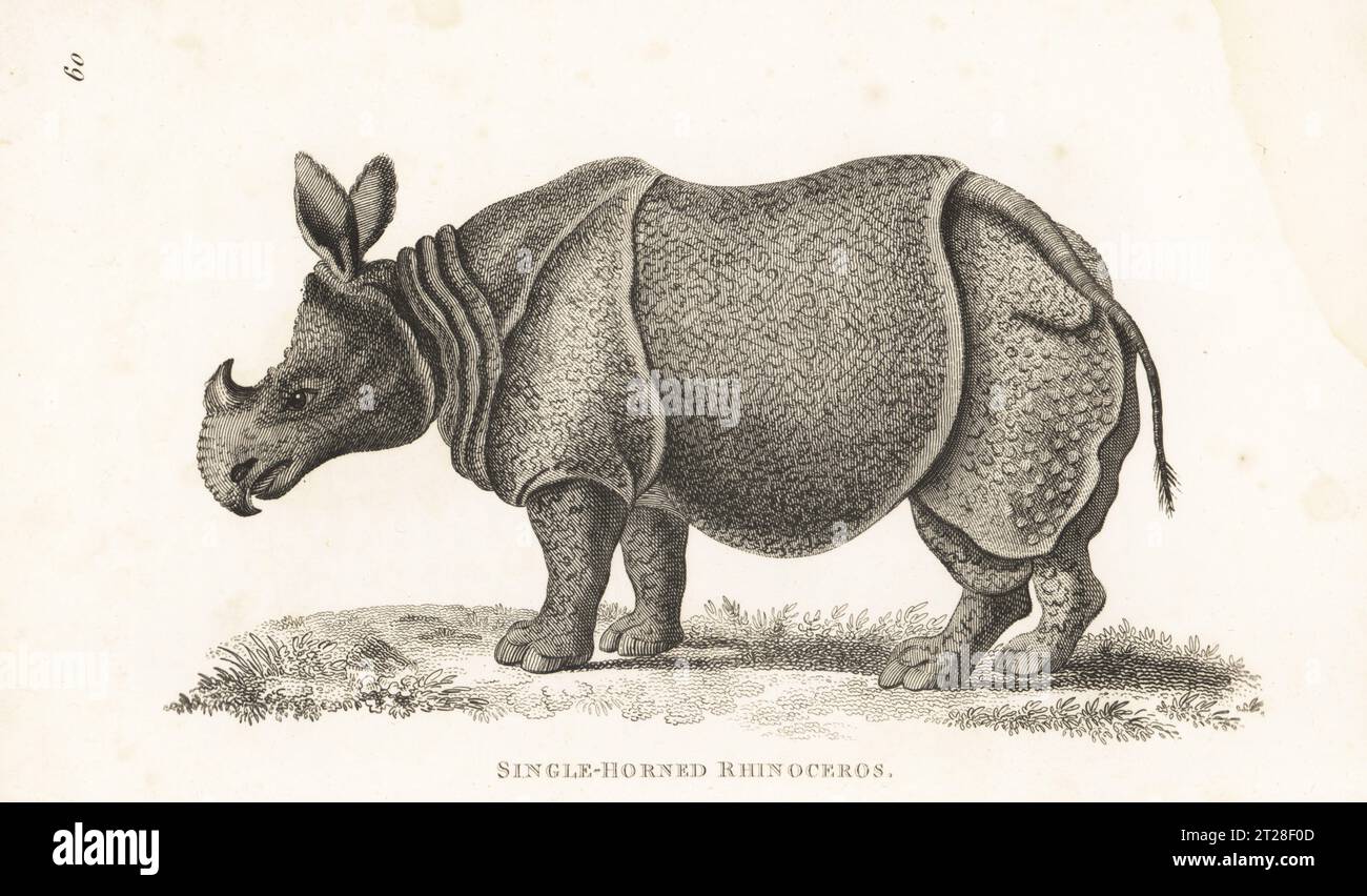 Indian rhinoceros or single-horned rhinoceros, Rhinoceros unicornis ...