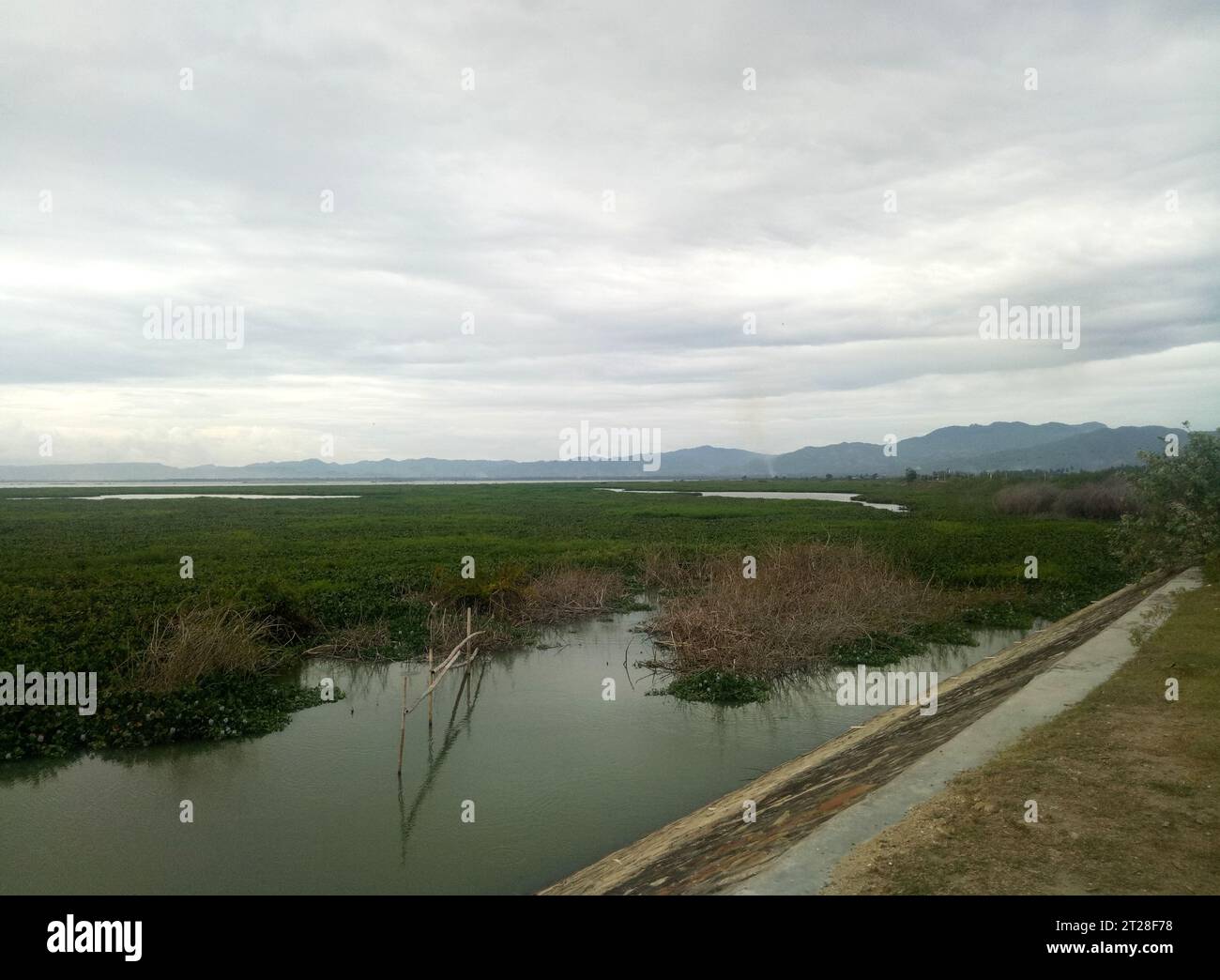 View over the water hyacinth Lake Limboto. View over the water hyacinth ...