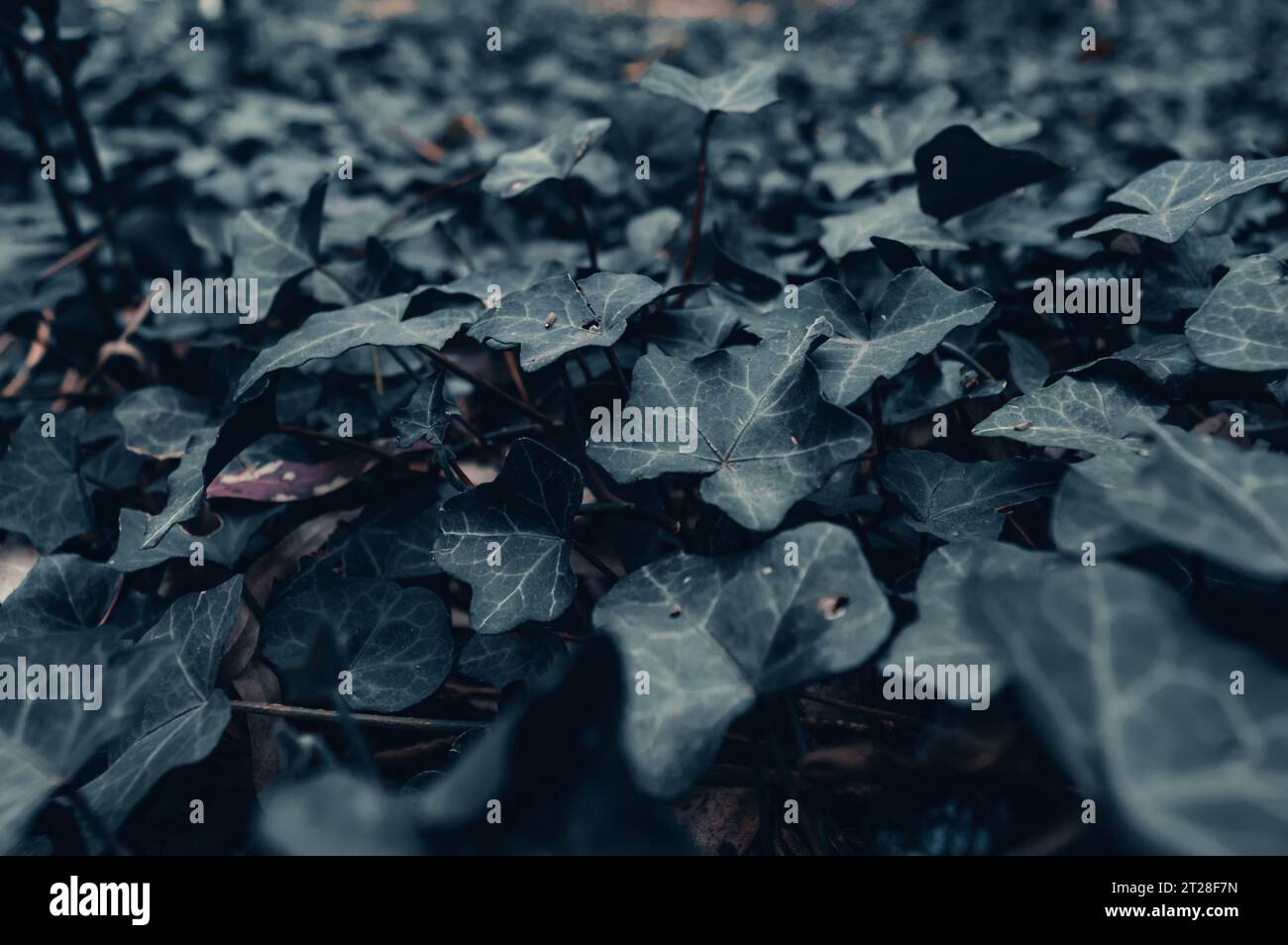 Leafy textures hi-res stock photography and images - Alamy