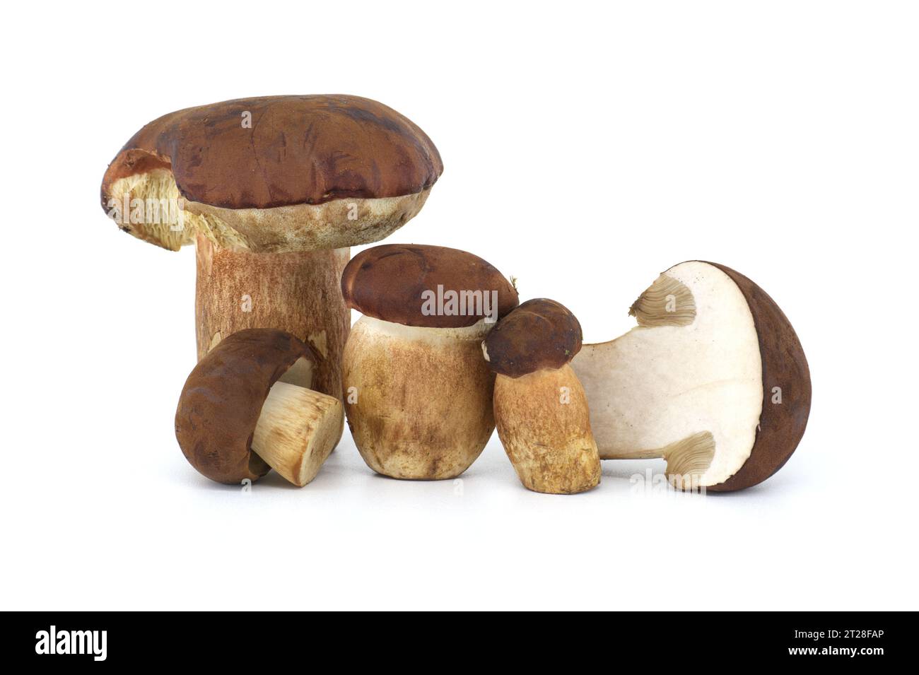 Boletus pinophilus, commonly known as the pine bolete or pinewood king ...