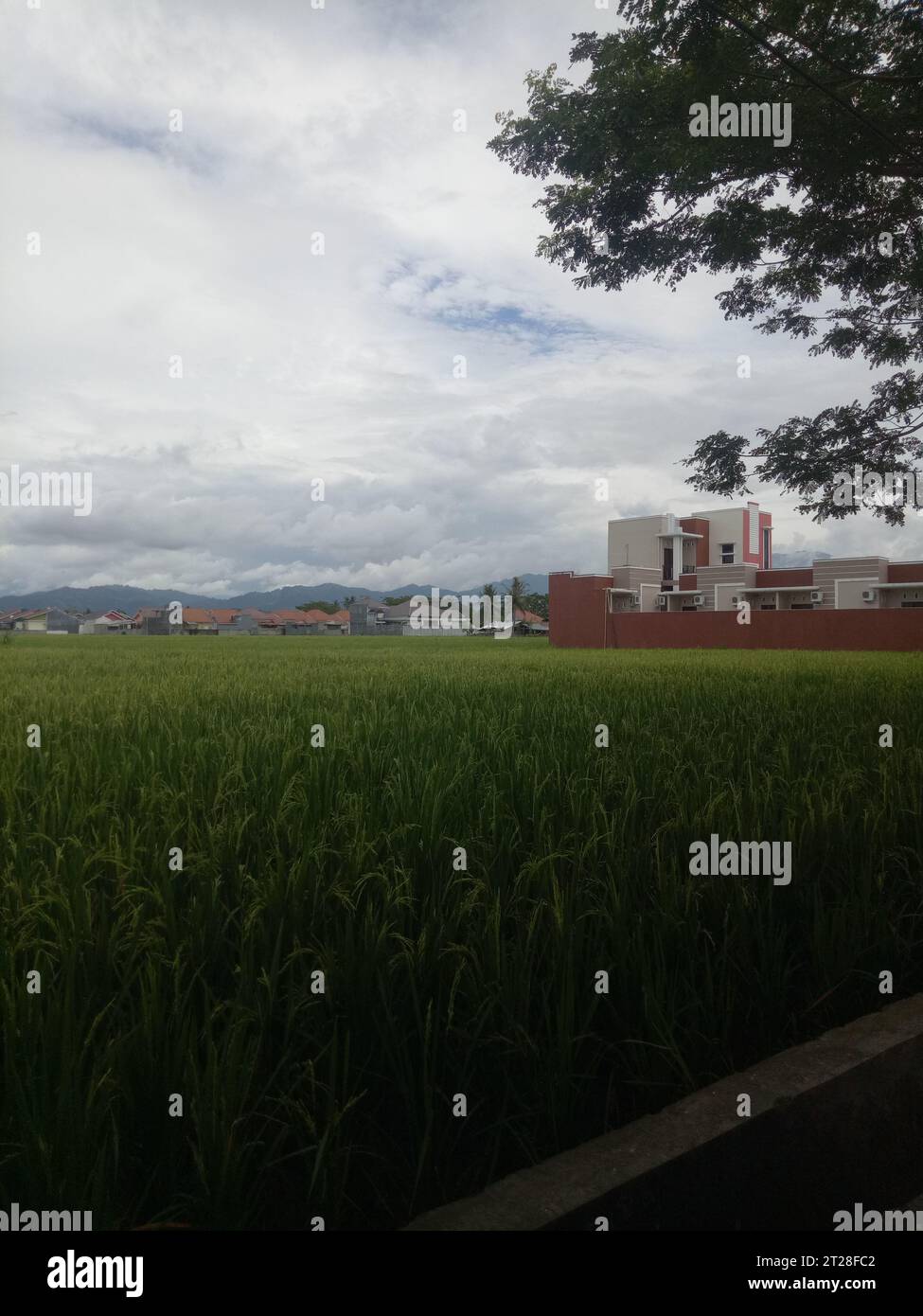 View of rice fields in urban area Stock Photo - Alamy