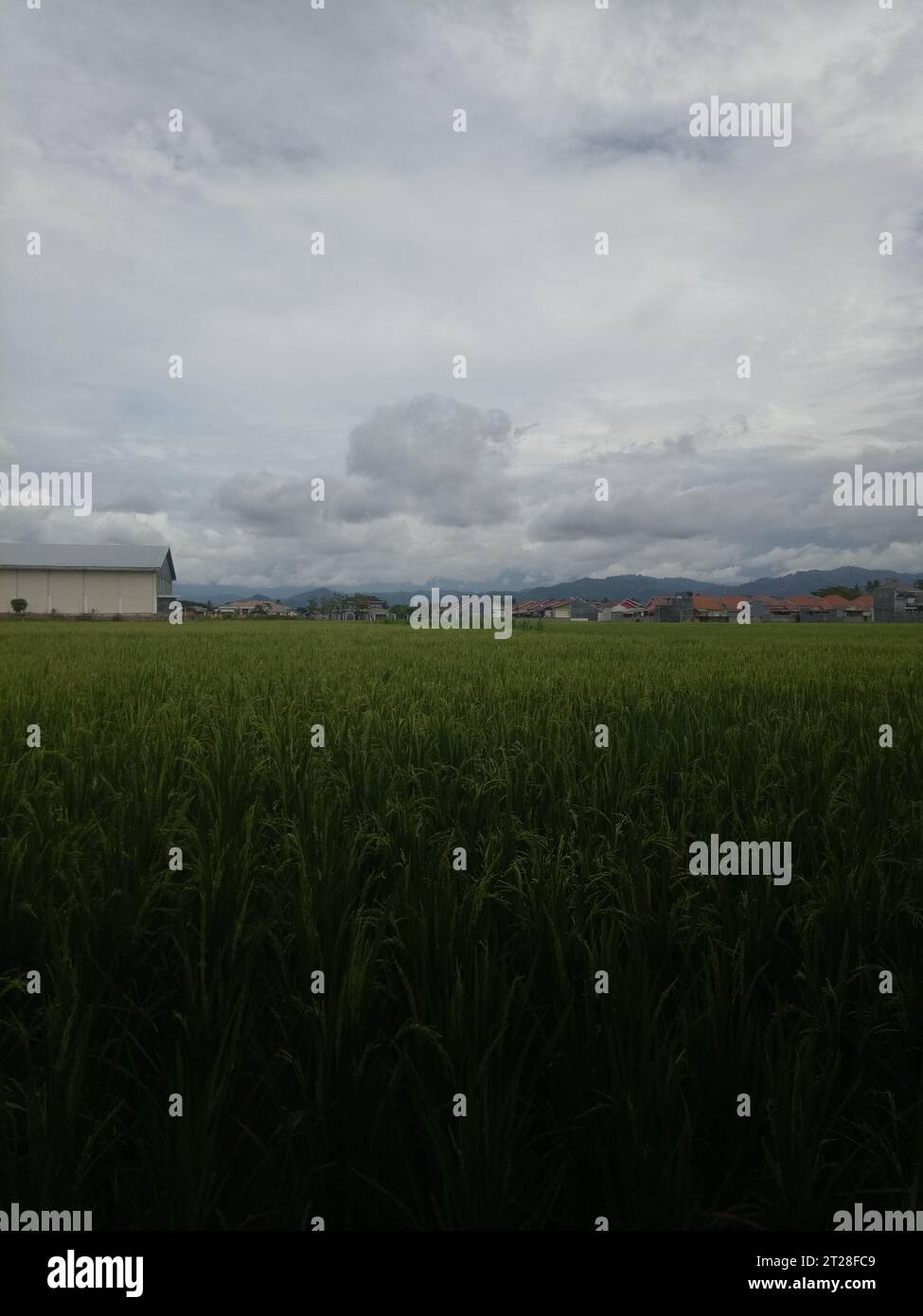 View of rice fields in urban area Stock Photo - Alamy