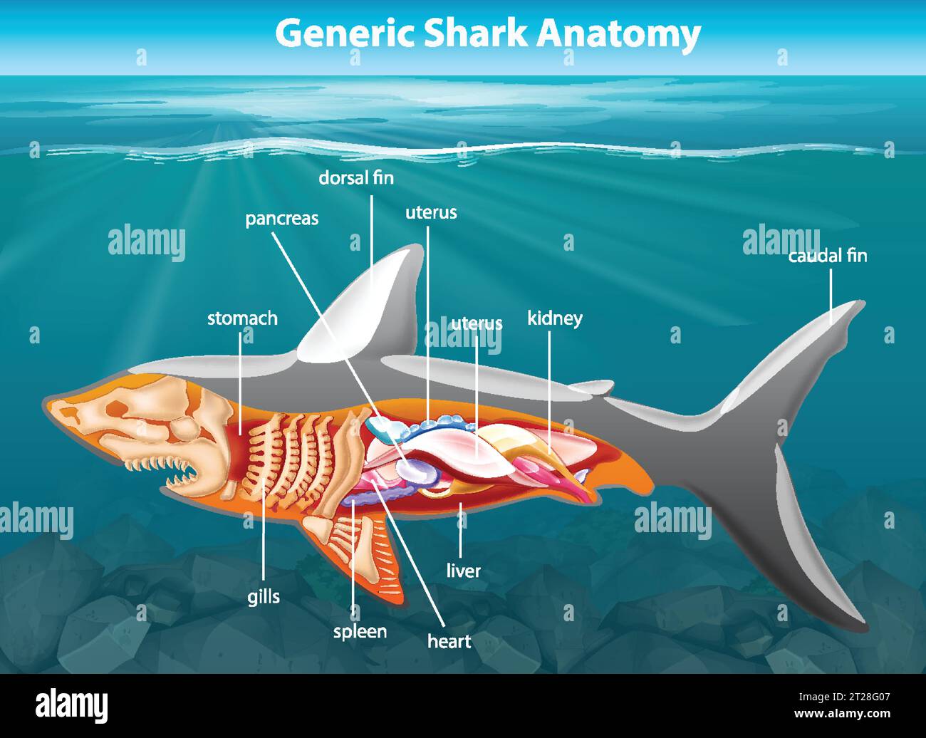 A detailed cartoon illustration of shark anatomy in a vibrant ...