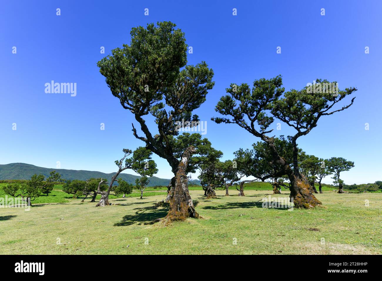 Fanal Forest in Seixal, Portugal Stock Photo - Alamy