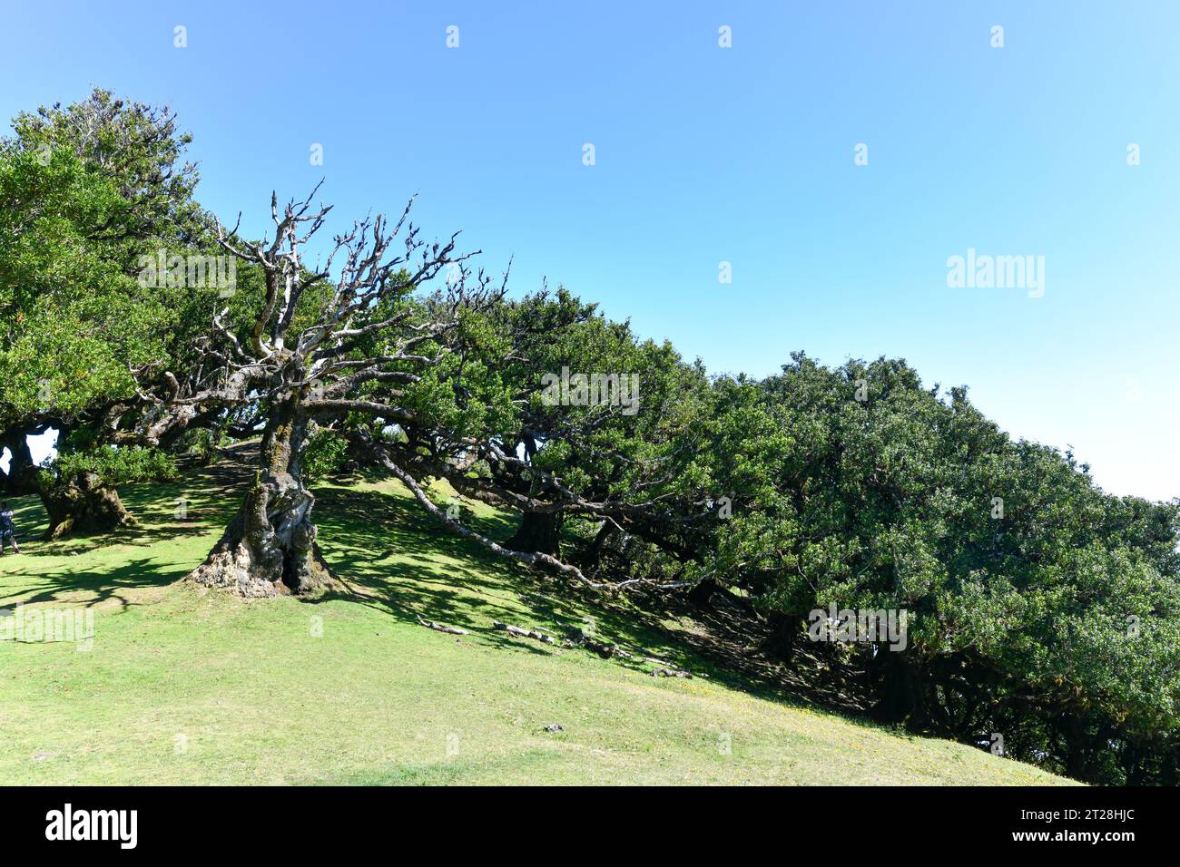 Fanal Forest in Seixal, Portugal Stock Photo - Alamy