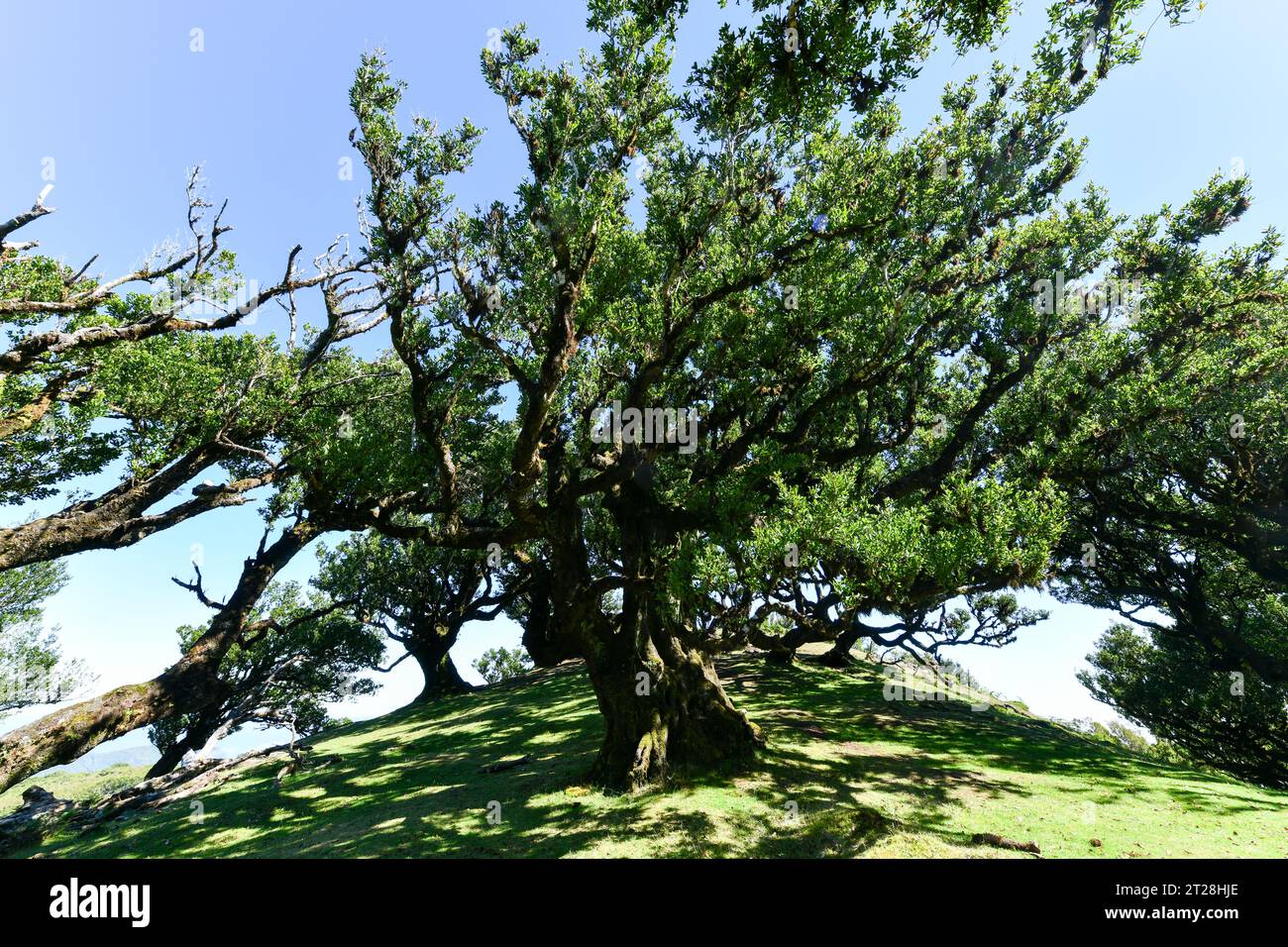 Fog in the fanal forest hi-res stock photography and images - Alamy