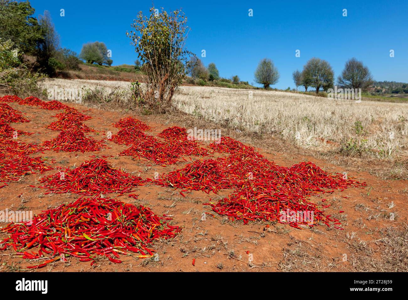 Drying batches of red chili at a field in Myanmar Stock Photo - Alamy