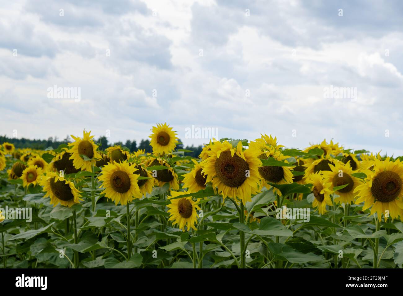 Beautiful sunflower agricultural field. Industrial farming field of ...