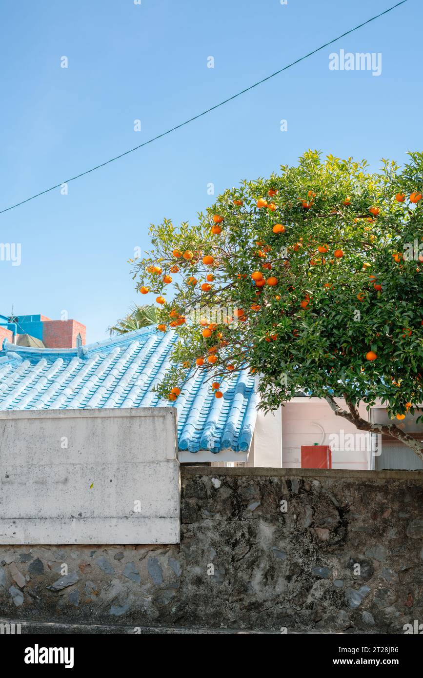 Tangerine tree and country house in Jeju island, Korea Stock Photo - Alamy