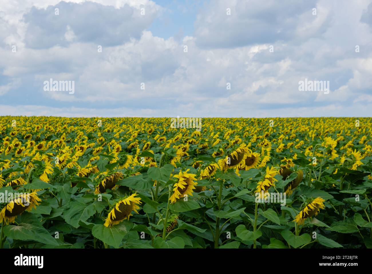 Sunflower field in blu cloudy sky background. Copy space for your text ...
