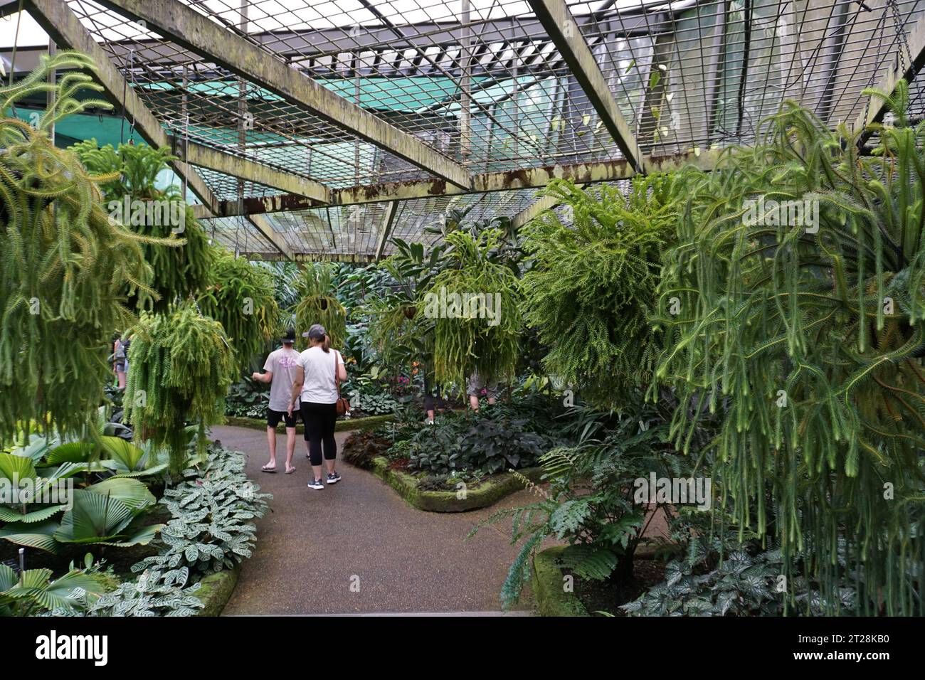 two people walking in greenhouse surrounded by tropical plants in ...