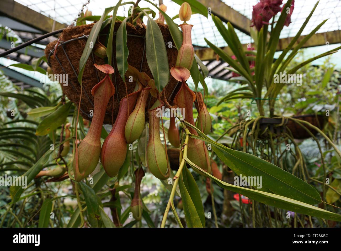 Tropical pitcher plant or monkey cup (nepenthes alata), a carnivorous ...