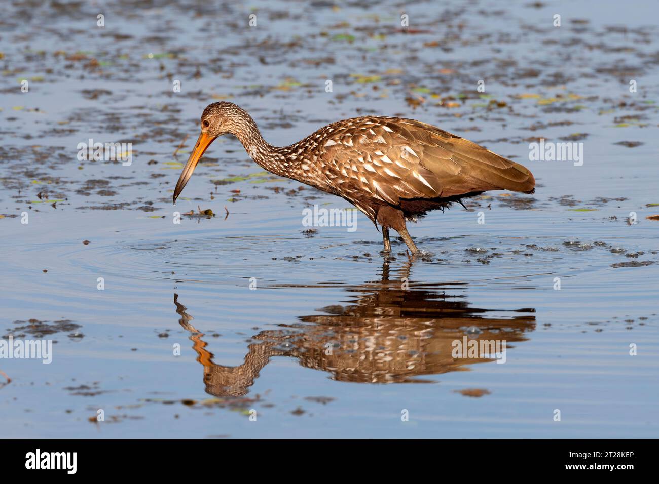 Finding life hi-res stock photography and images - Alamy