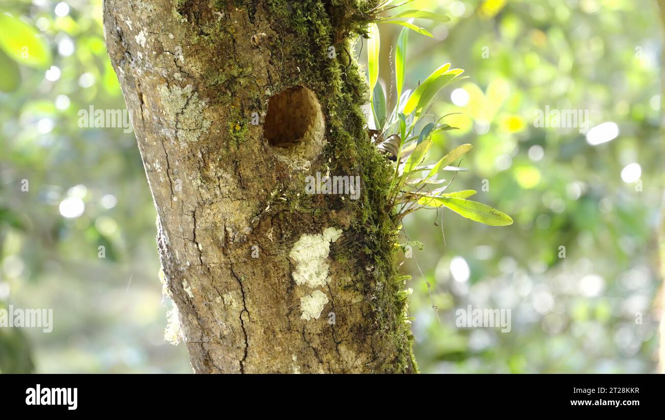 resplendent quetzal nest hollow in the trunk of a dead tree Stock Photo ...