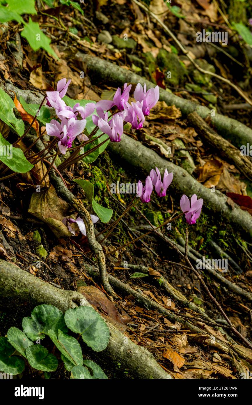 Croatian national flower hi-res stock photography and images - Alamy