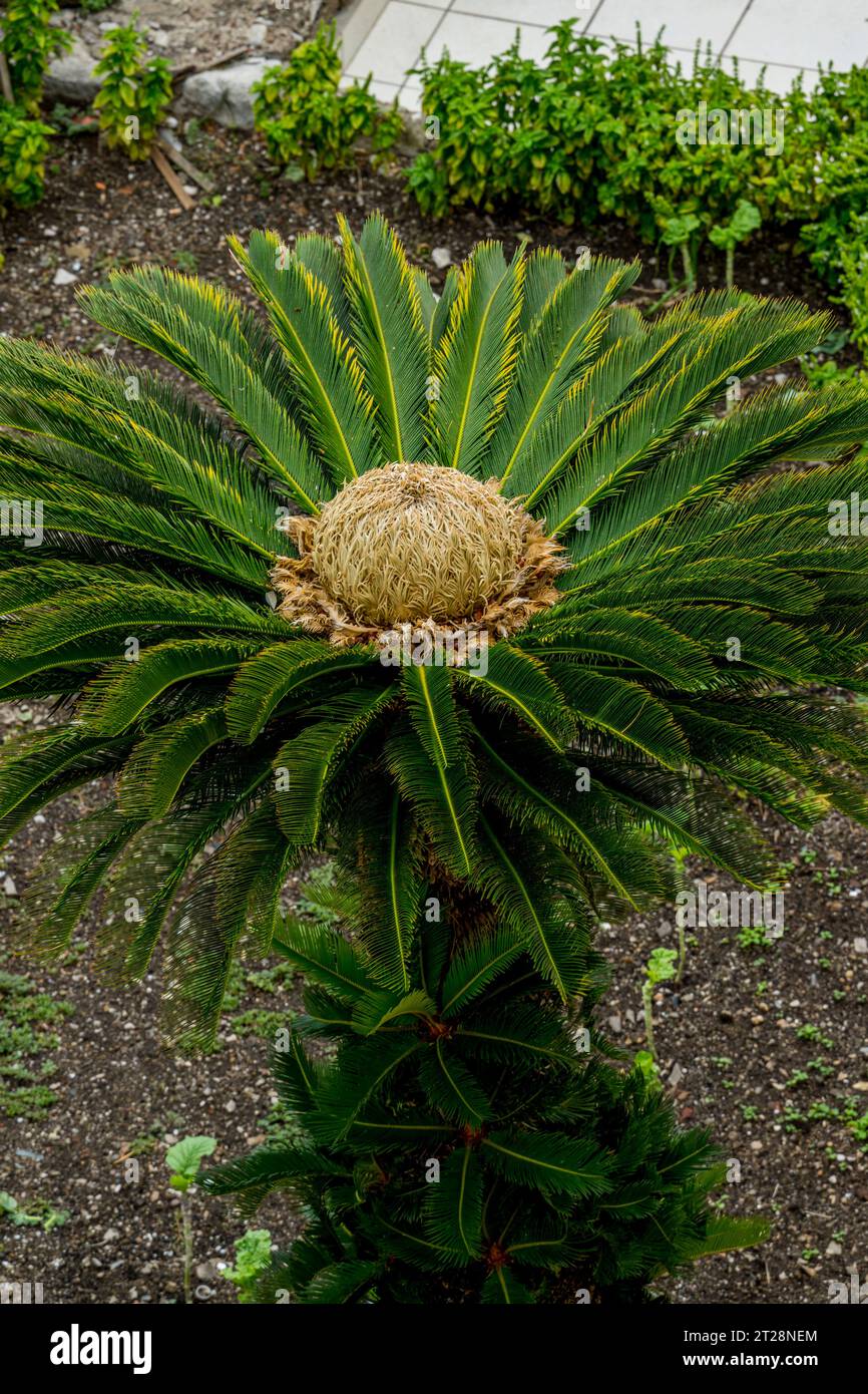 Cycad plant hi-res stock photography and images - Alamy