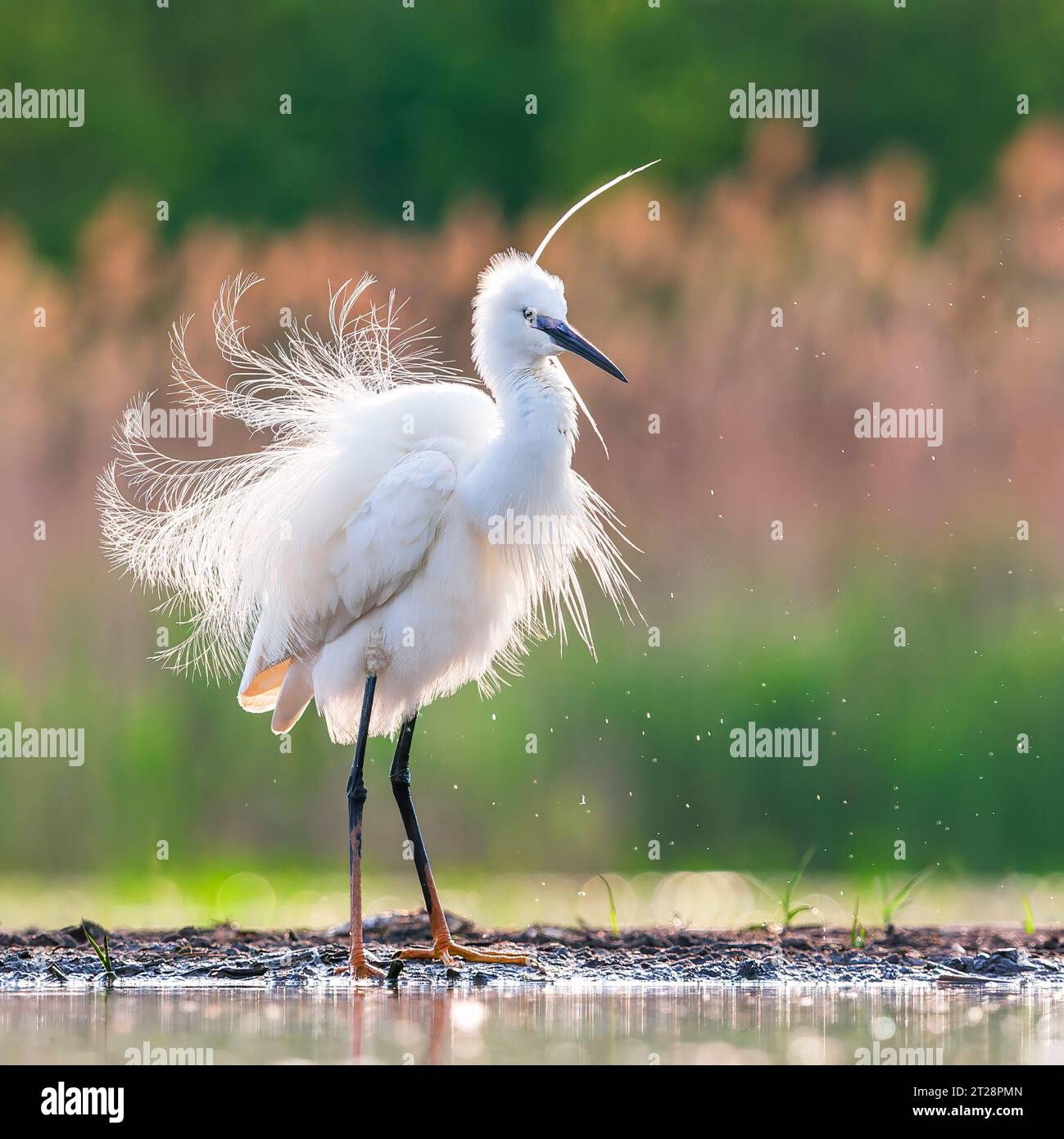 Little Egret (Egretta garzetta) during spring in wetland in Hungary ...