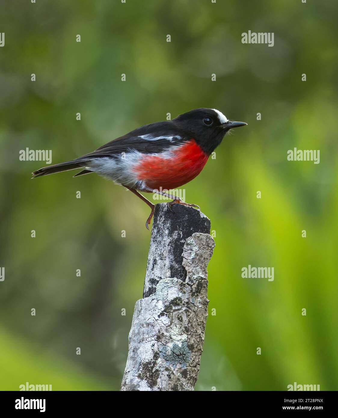 Male Norfolk robin (Petroica multicolor) on Norfolk Island, Australia ...
