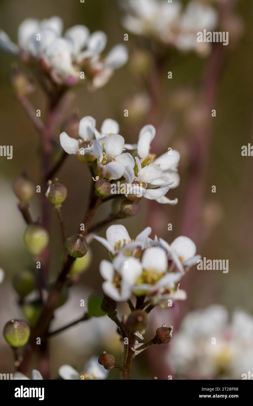 Common Scurvygrass Cochlearia officinalis full of vitamin C to treat ...