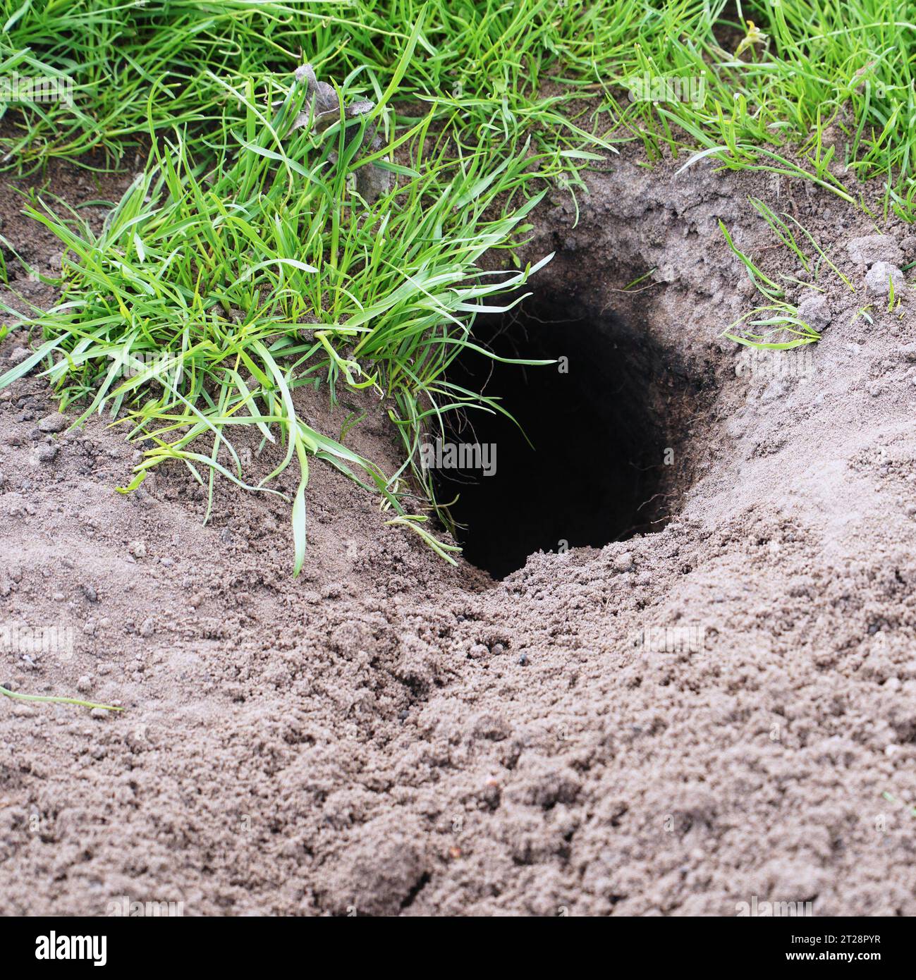 Gopher tunnel dig hi-res stock photography and images - Alamy