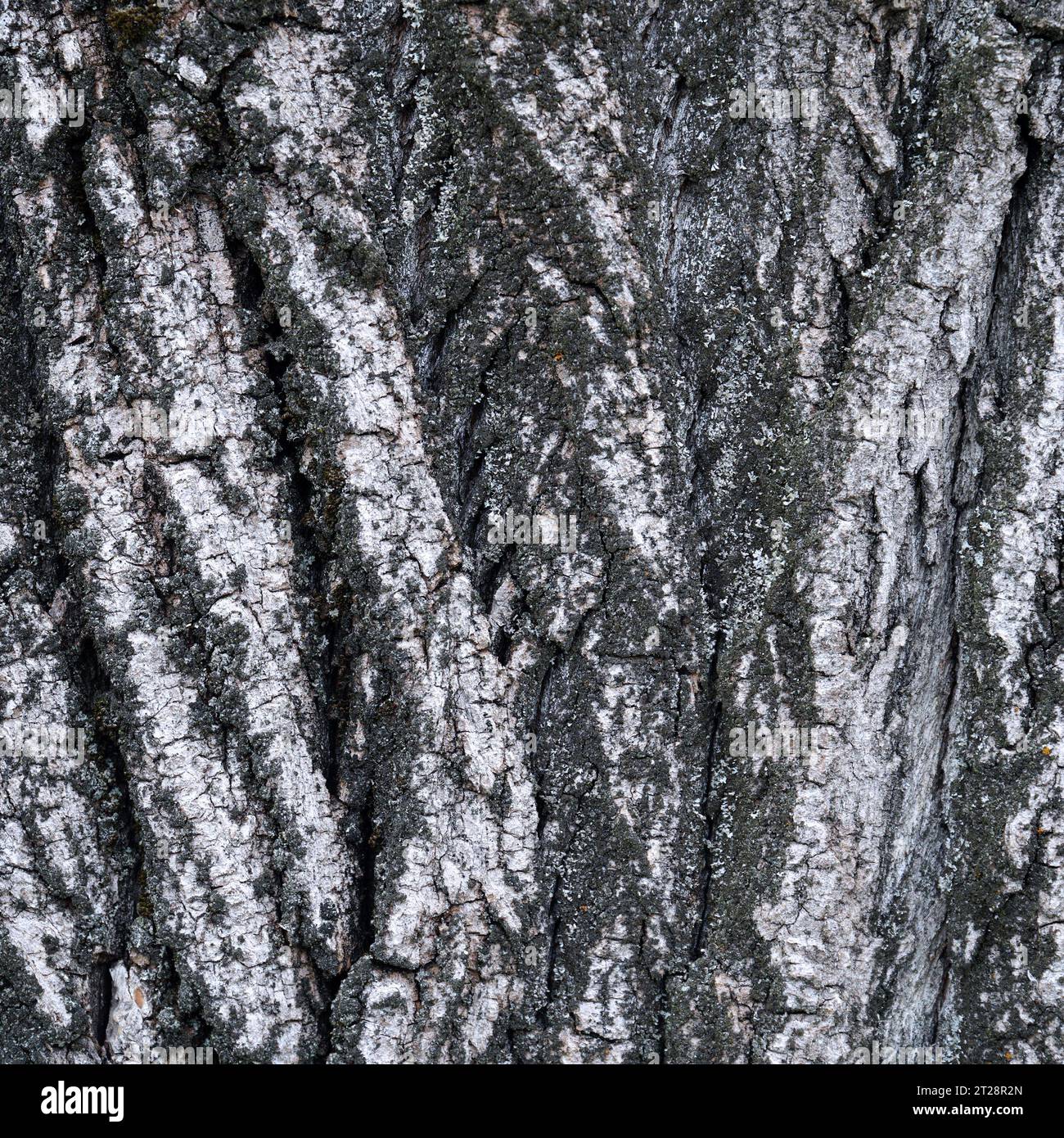 Large tree bark texture for background and design Stock Photo - Alamy