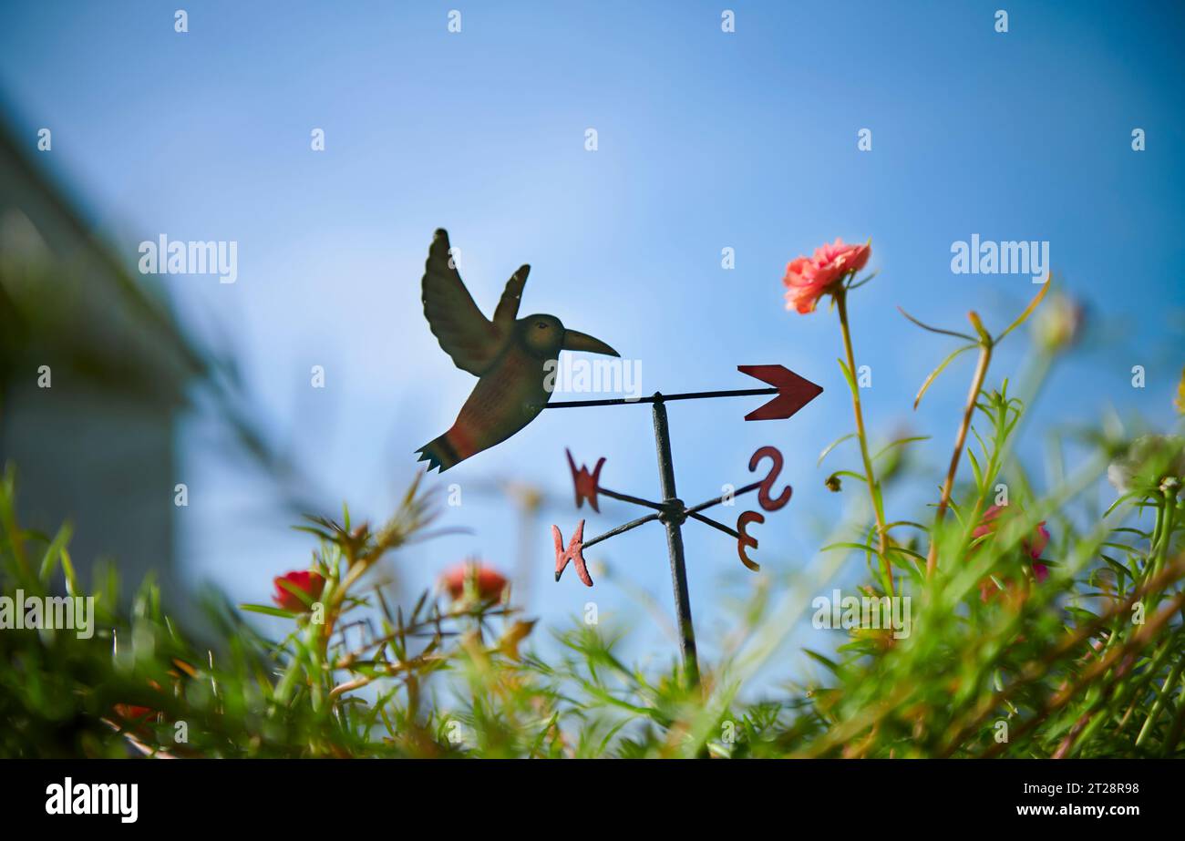 Selective focus of bird of metal indicating cardinal direction. New ...