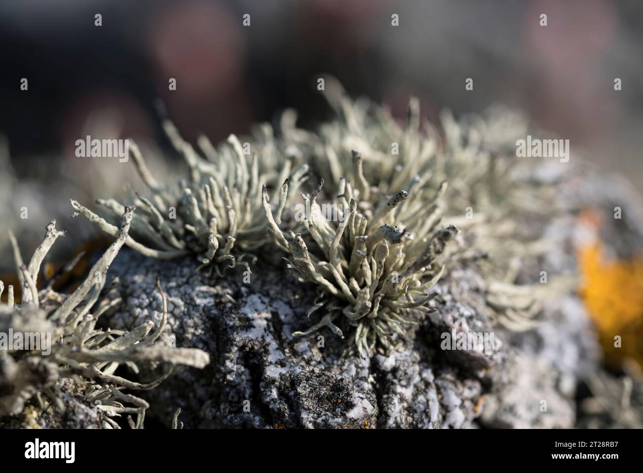 Sea Ivory Lichen Ramalina siliquosa growing on the rocky welsh coast ...