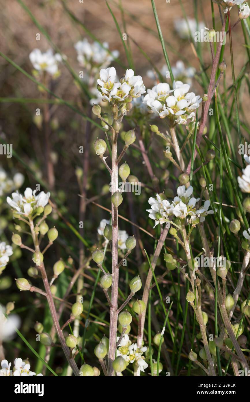 Common Scurvygrass Cochlearia officinalis full of vitamin C to treat ...