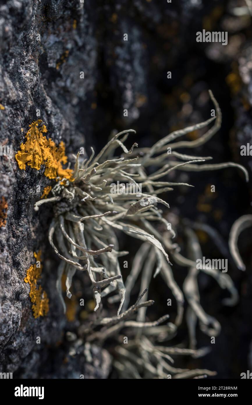 Sea Ivory Lichen Ramalina siliquosa growing on the rocky welsh coast ...