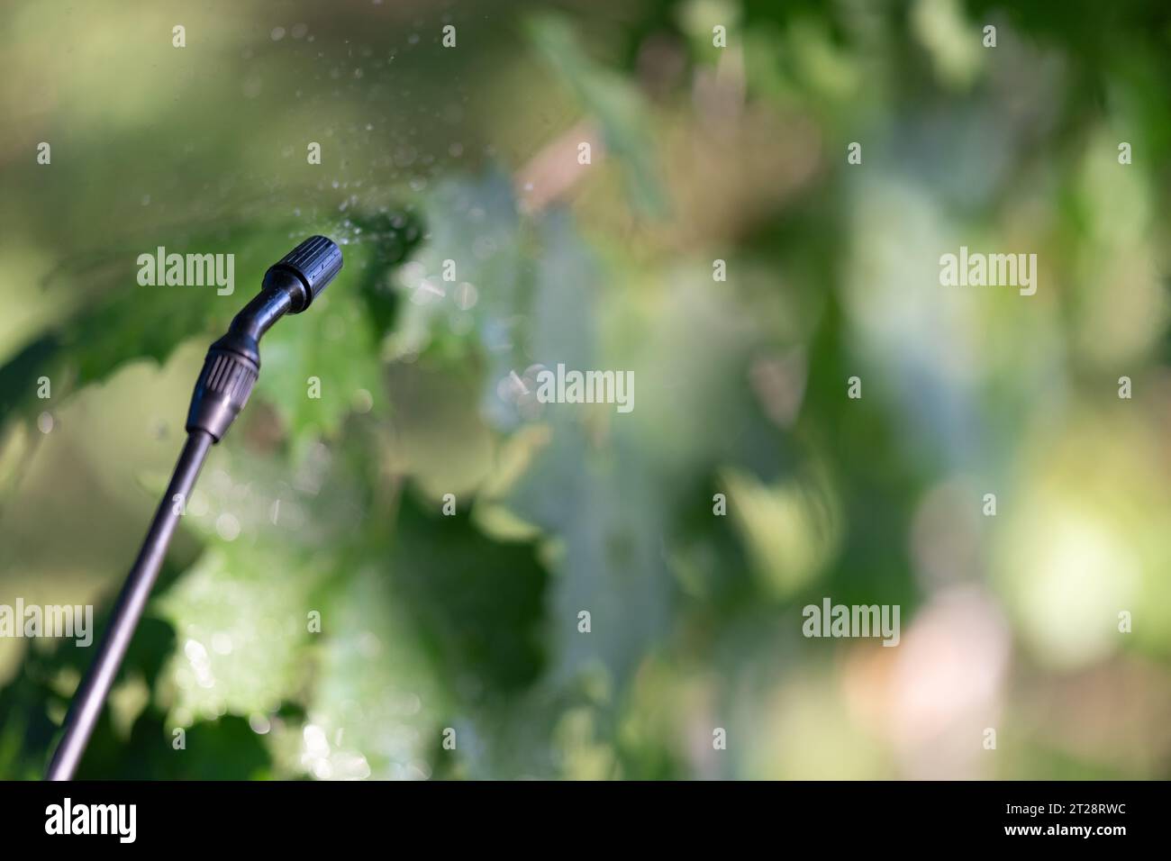 The spray sprays pesticides on trees outdoors. Tree pest control Stock ...