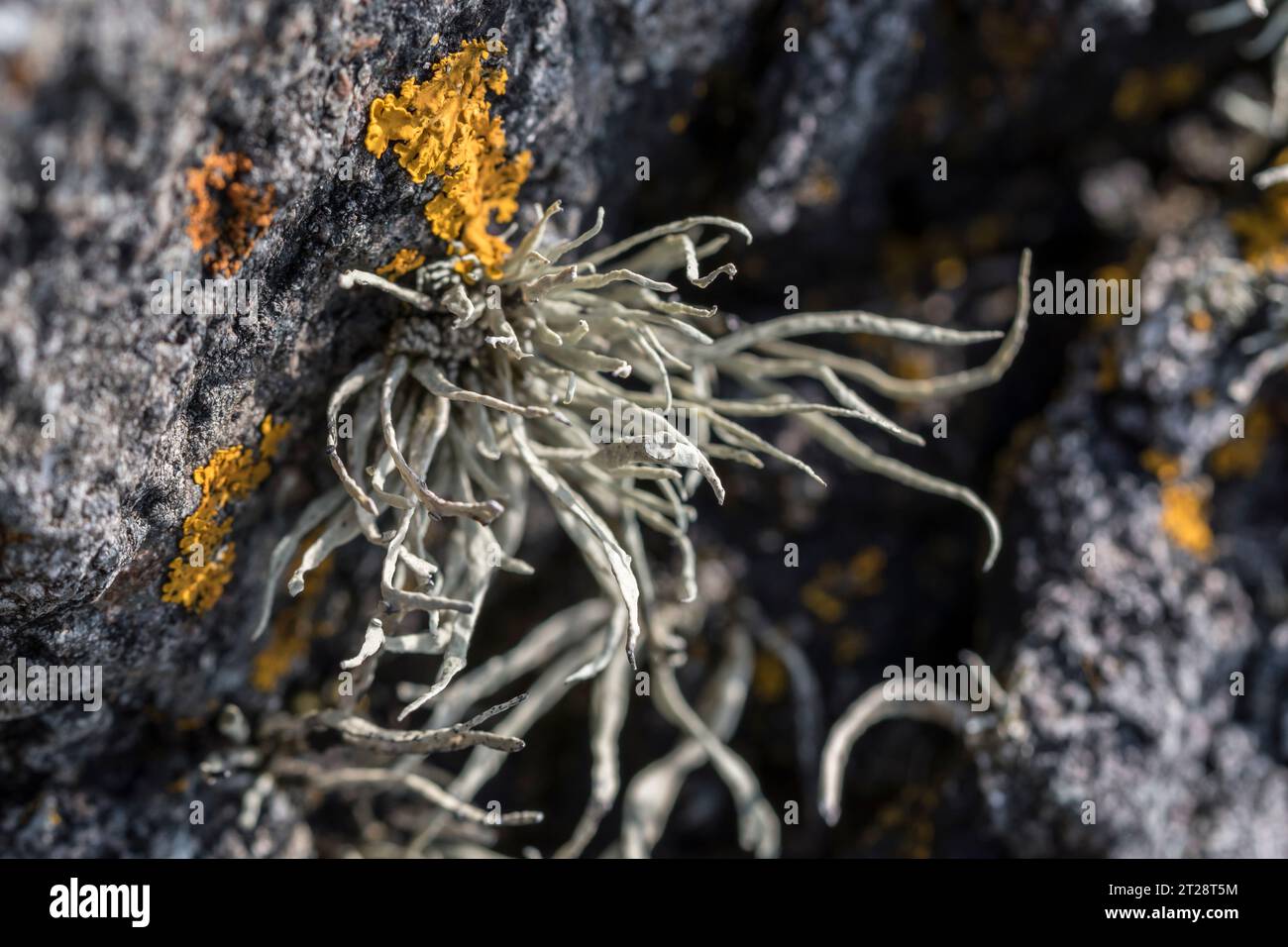 Lichen sea coast hi-res stock photography and images - Alamy