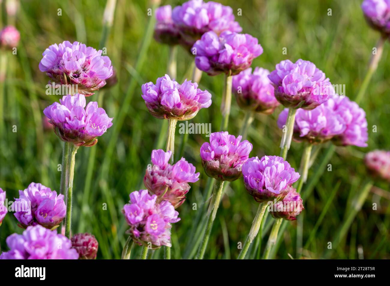 Thrift Armeria maritima coastal plant Stock Photo - Alamy