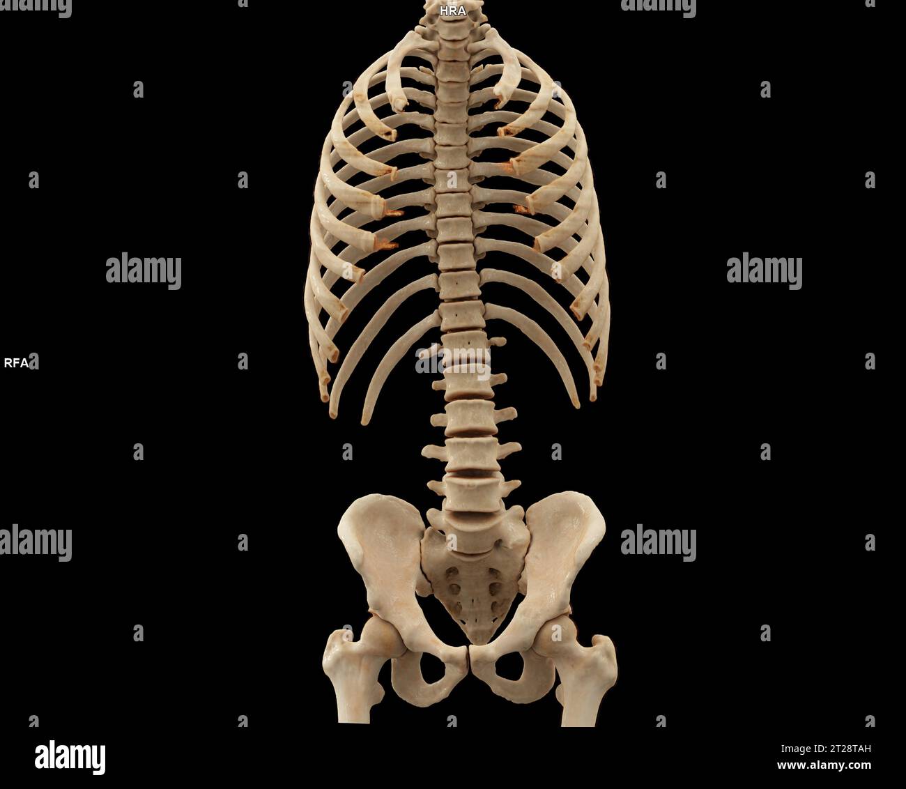 CT scan of thoracic and lumbar spine 3d rendering Stock Photo - Alamy